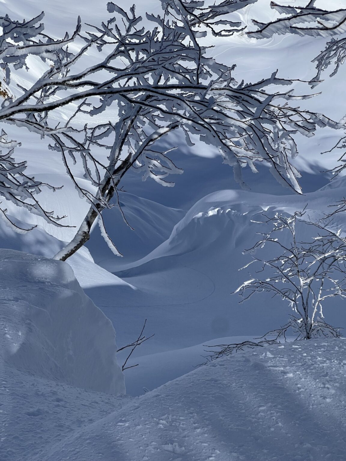 上級BCツアー – Locus Guide Service